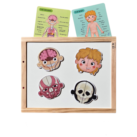 Tablero magnetico mi cuerpo - Body magnetic chart – IMAGIQ