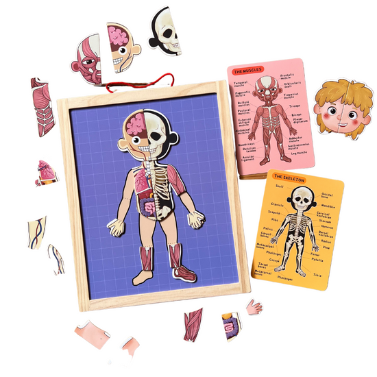 Tablero magnetico mi cuerpo - Body magnetic chart – IMAGIQ